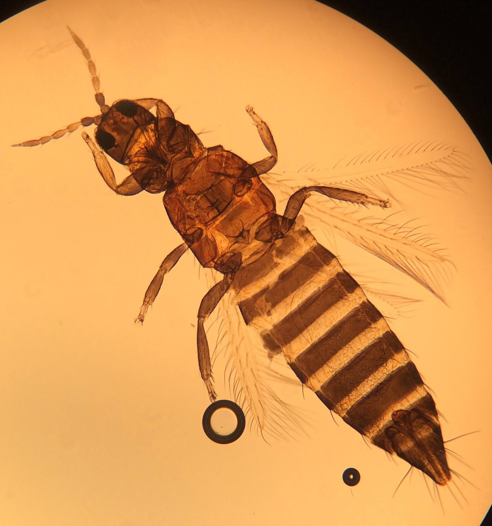 Frankliniella schultzei (Trybom, 1910)