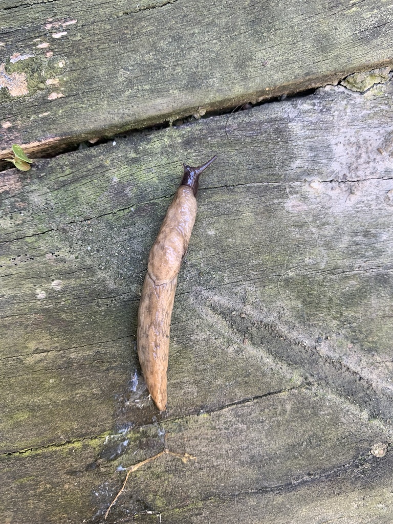 Milky Slug from Чеченская Республика, RU on May 12, 2022 at 01:55 PM by ...