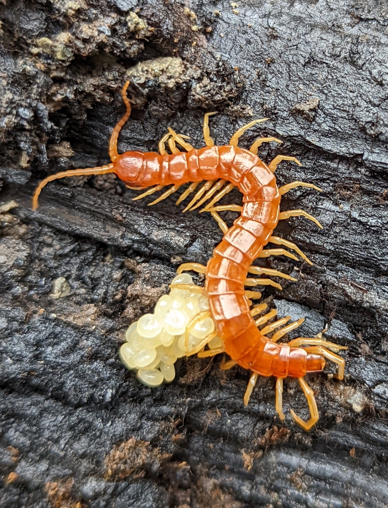 Western Fire Centipede from Riddle, OR 97469, USA on May 12, 2022 at 09 ...