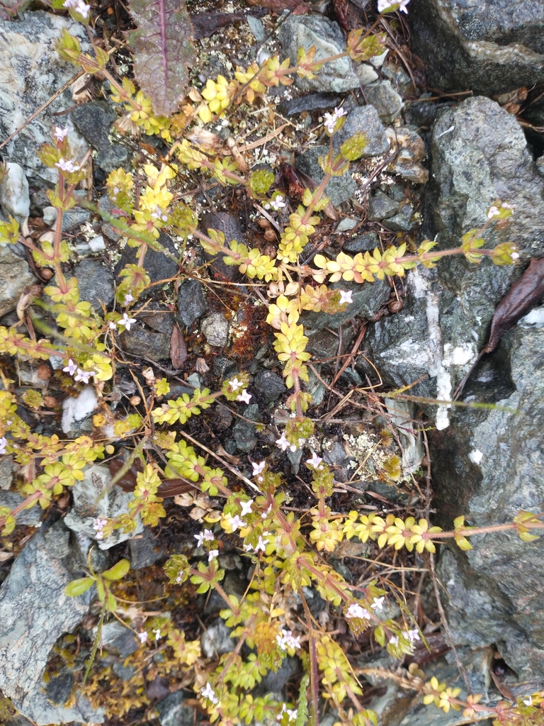 Field madder from Arcata, CA 95521, USA on May 12, 2022 at 07:21 PM by ...