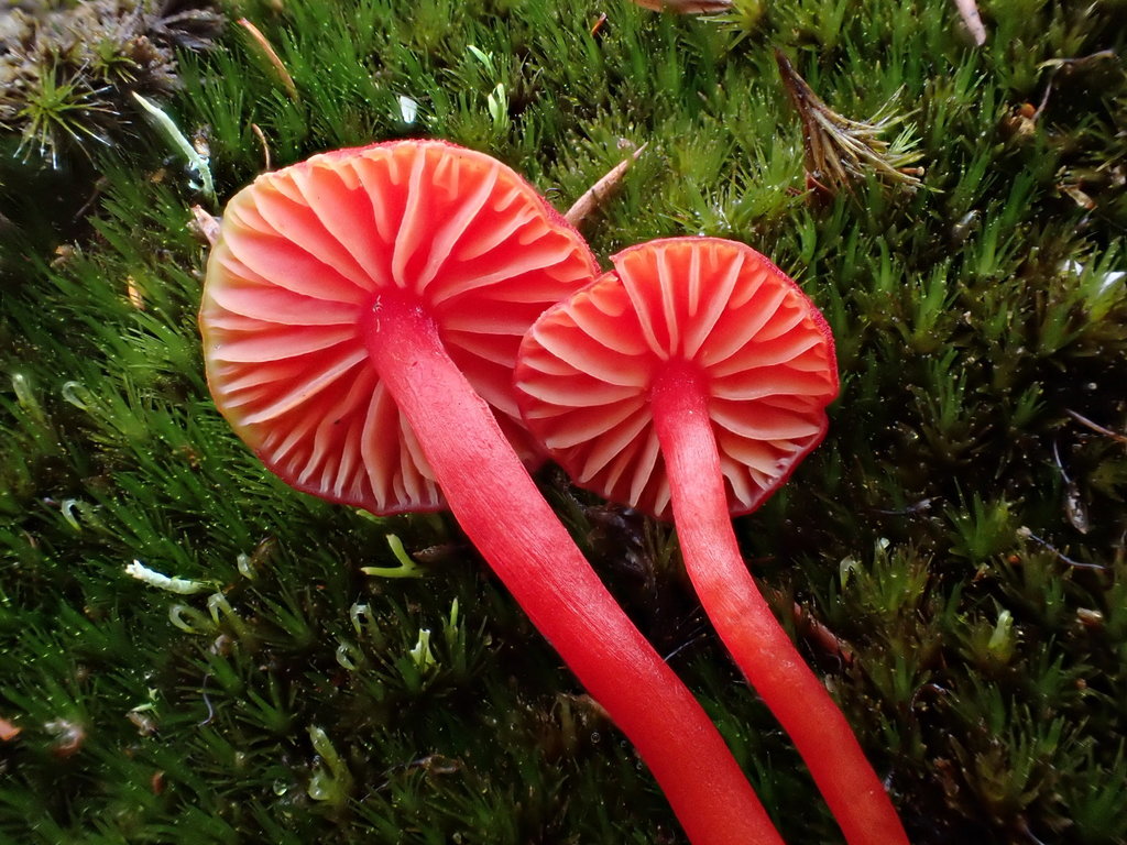 Vermilion Waxcap from Woorarra East VIC 3962, Australia on May 12, 2022 ...