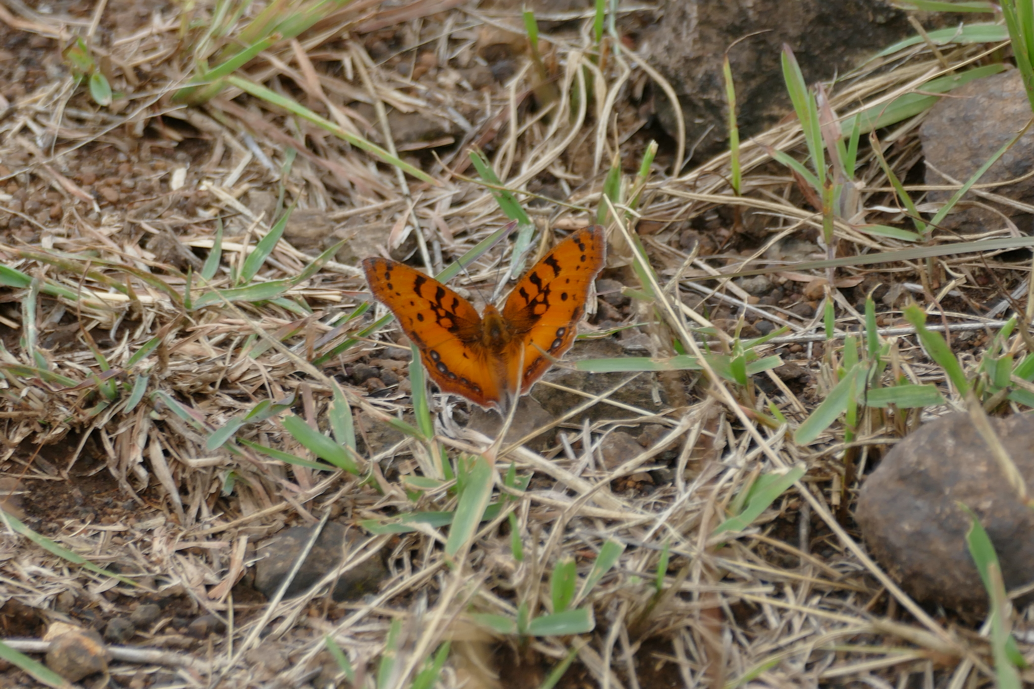Catacroptera Karsch, 1894