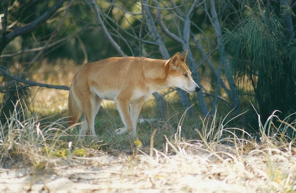 Dingo (Canis familiaris dingo) - Know Your Mammals