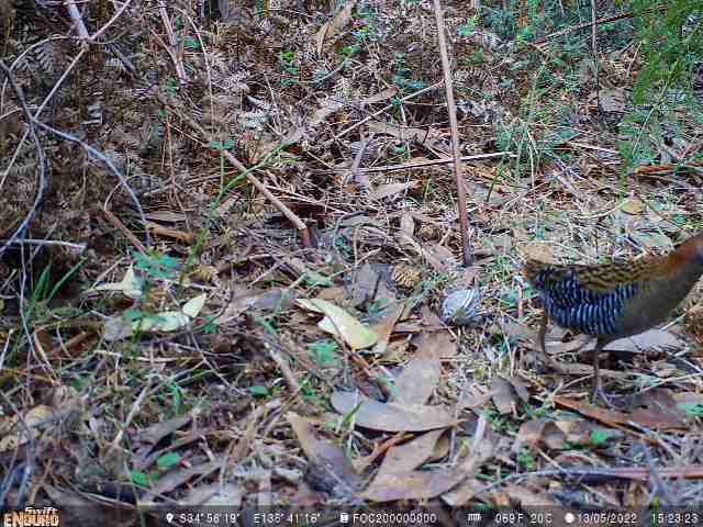 Buff-banded Rail from Cam Loc 26 on May 13, 2022 at 04:58 PM by furry12 ...