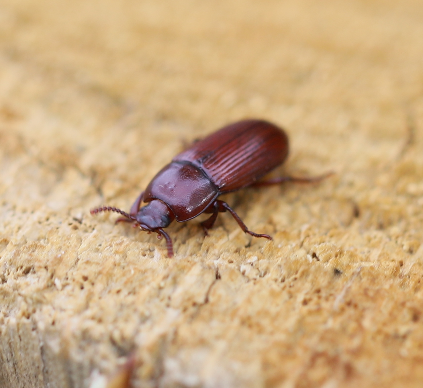 Uloma culinaris (Linnaeus, 1758)