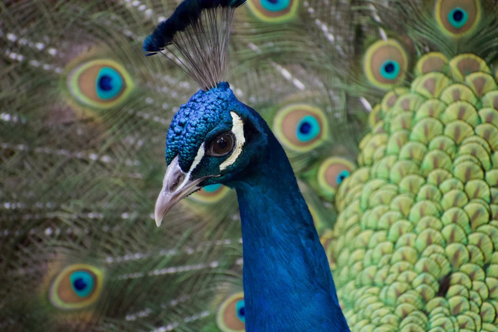 Indian Peafowl from Launceston TAS, Australia on July 19, 2021 at 01:37 ...