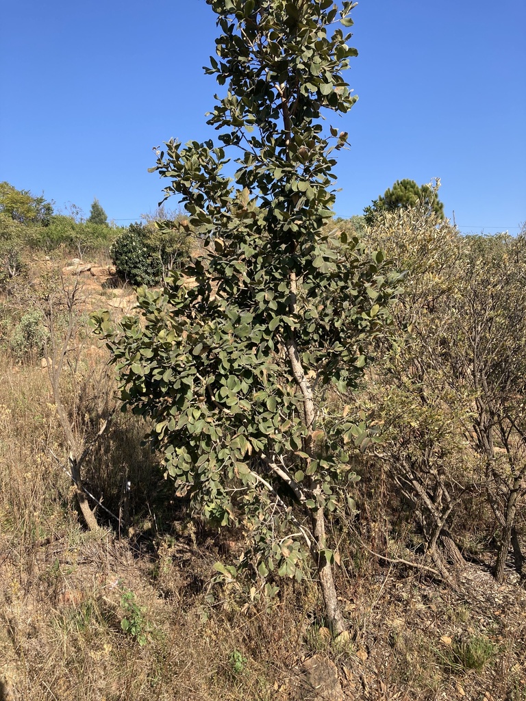Velvet Bushwillow from Hedianga Drive, GP, ZA on May 13, 2022 at 08:58 ...