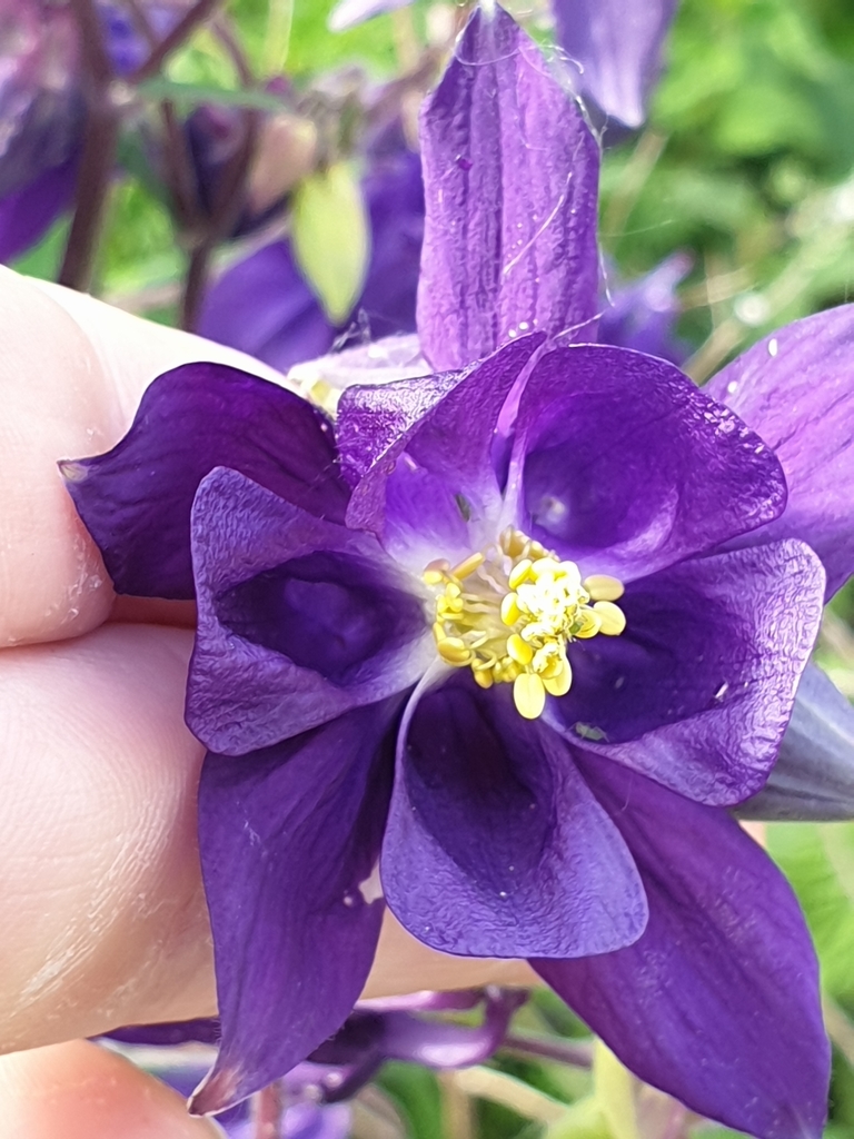 common columbine from Manchester, England, GB on May 10, 2022 at 08:55 ...