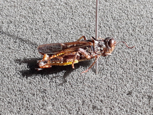 Yellow-winged Agile Grasshopper (Aneuryphymus montanus) · iNaturalist