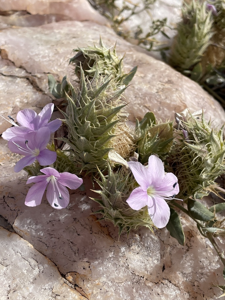 (Barleria lichtensteiniana) - Botanical Realm