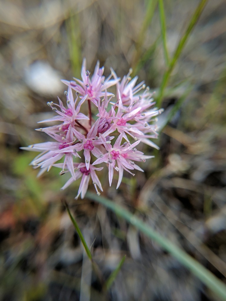 Allium macrum from Black Canyon Wilderness. Wheeler County, OR, USA on ...