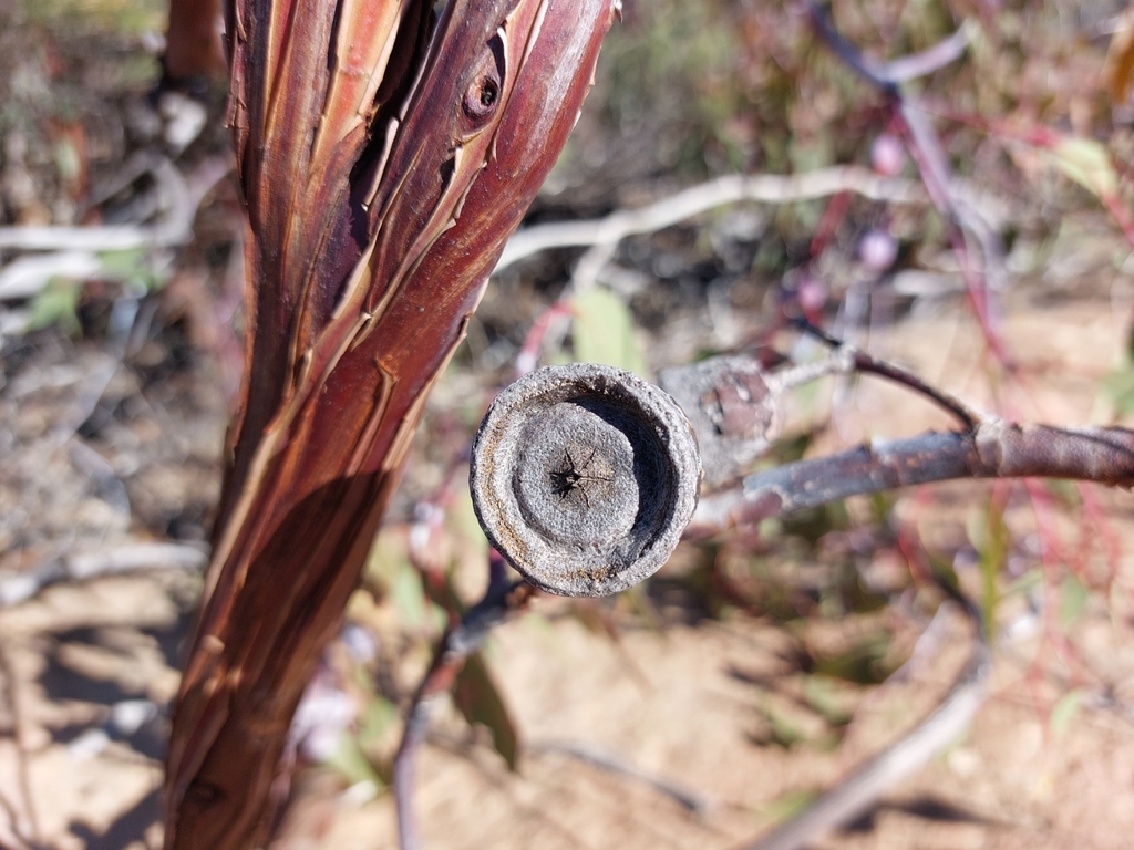 (Eucalyptus caesia magna) - Botanical Realm