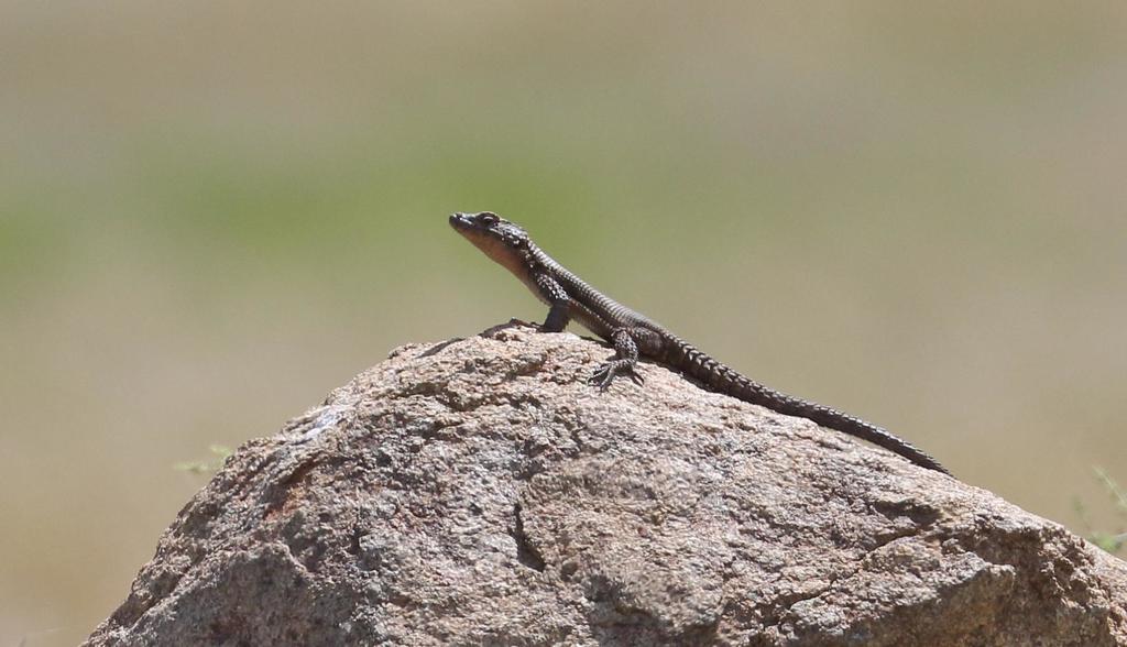 Karoo Girdled Lizard from Hanover, 7005, South Africa on March 12, 2022 ...