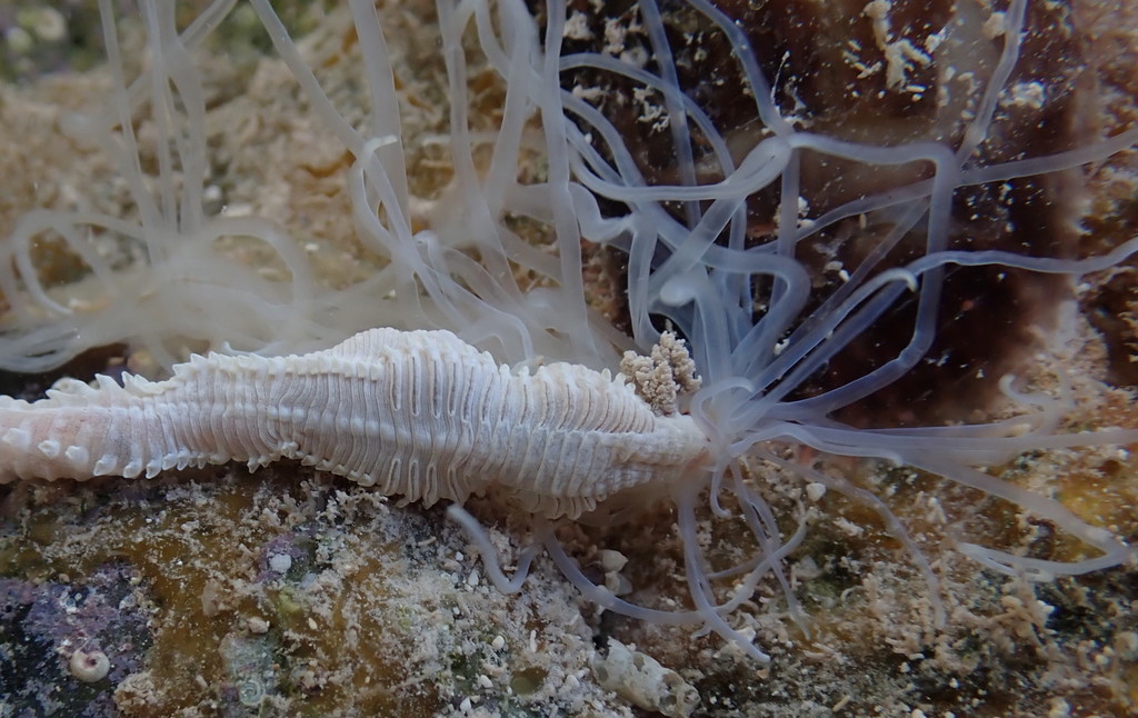 Medusa Spaghetti Worm from Monroe County, FL, USA on May 06, 2022 at 08 ...