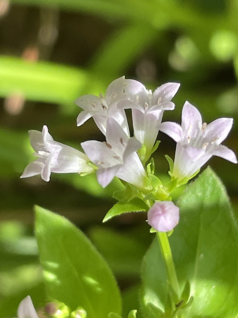 summer bluet from Wadesboro, NC, US on May 12, 2022 at 10:11 AM by ...