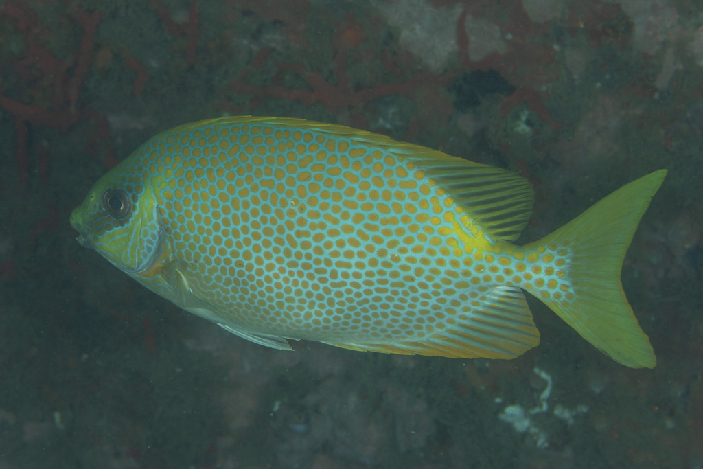 Golden Rabbitfish (Siganus guttatus) - Marine Life Identification