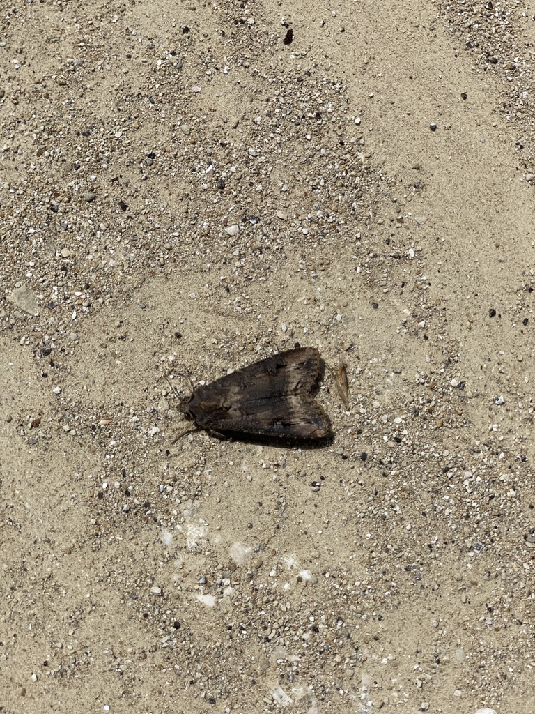 Ipsilon Dart Moth from Zakynthos, Zakynthos, Zakynthos, GR on May 13 ...