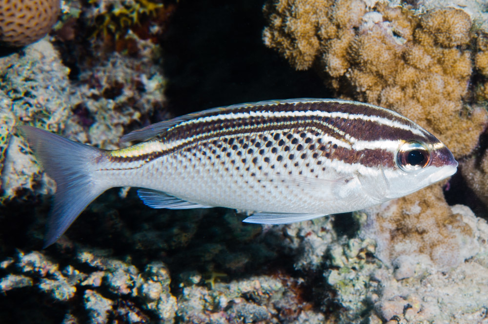 Arabian Monocle Bream (Scolopsis ghanam) - Marine Life Identification