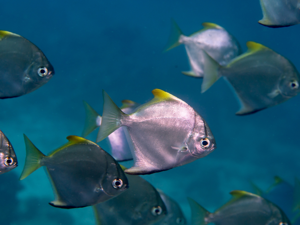 Diamondfish (Monodactylus argenteus) - Marine Life Identification