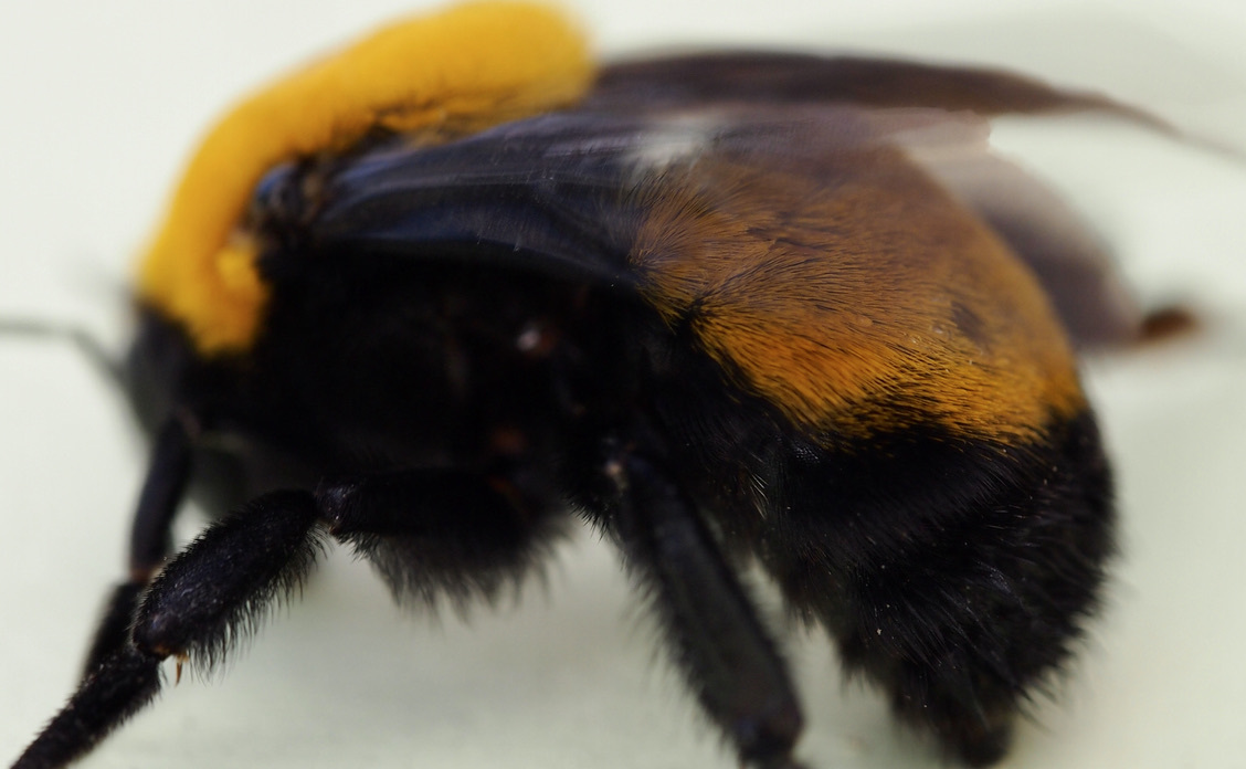 Bombus morrisoni Cresson, 1879