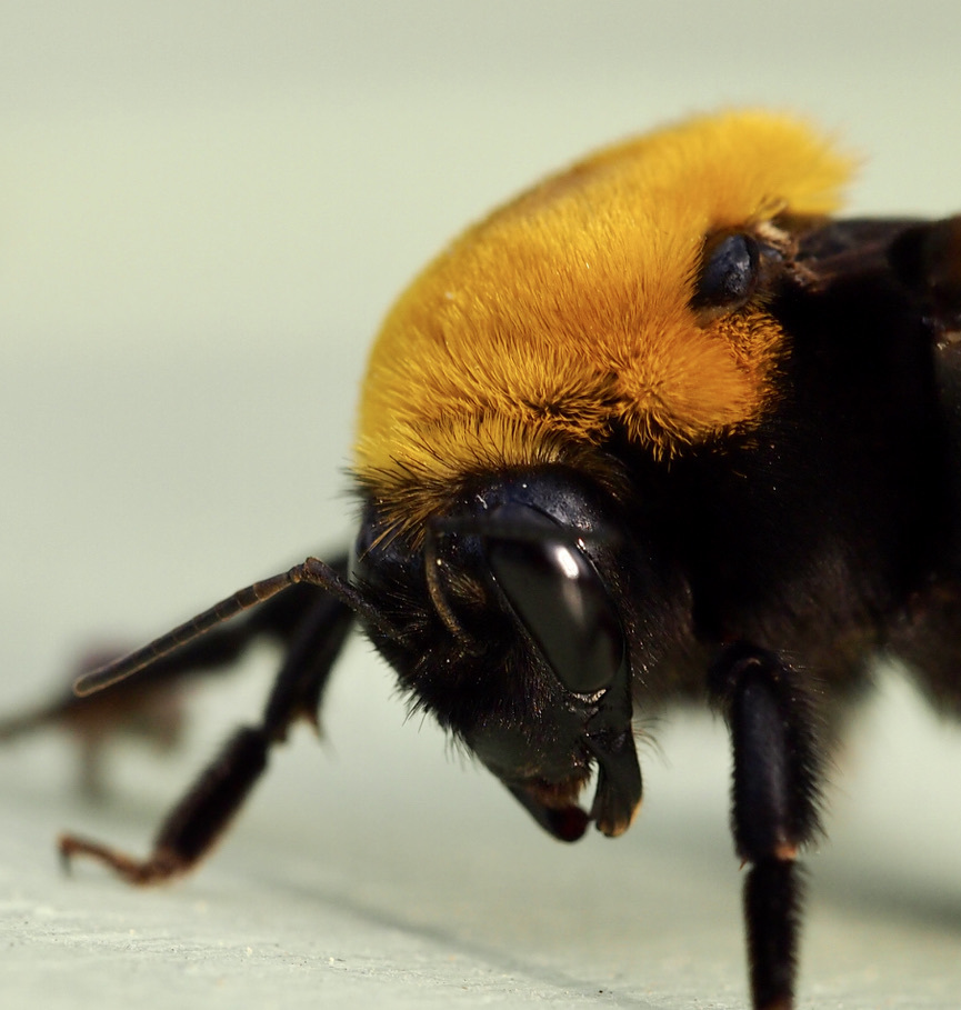 Bombus morrisoni Cresson, 1879