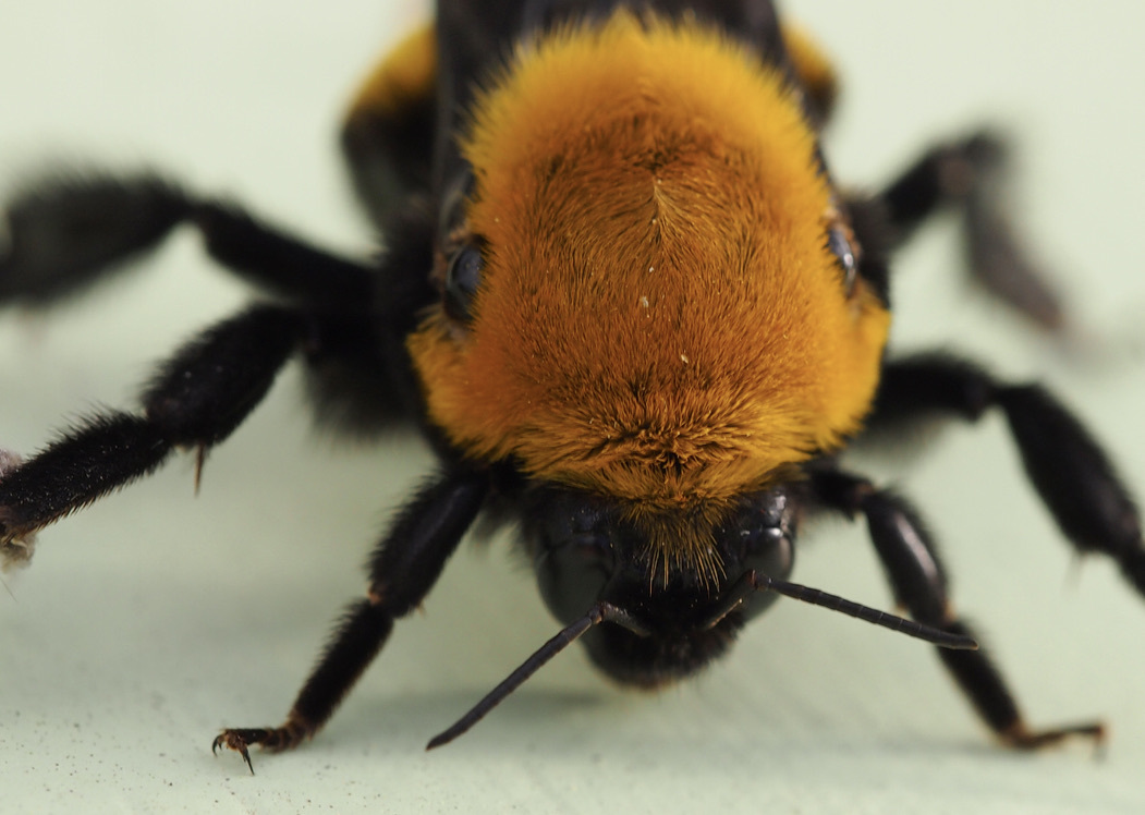 Bombus morrisoni Cresson, 1879
