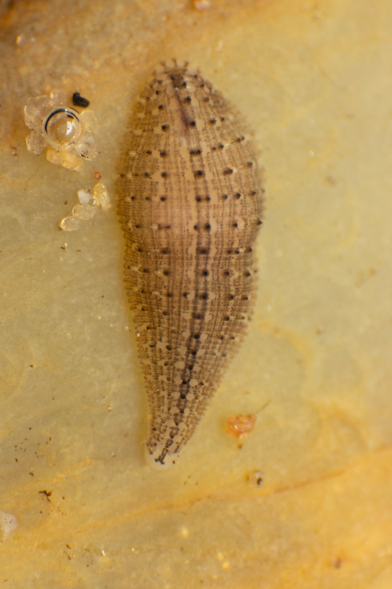 Helobdella europaea Kutschera, 1987