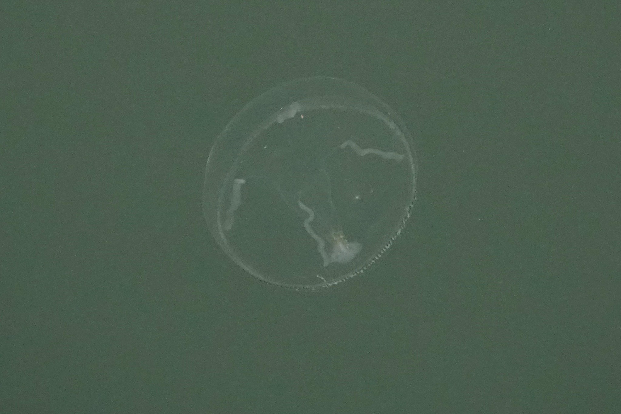 Eutonina indicans (Romanes, 1876)