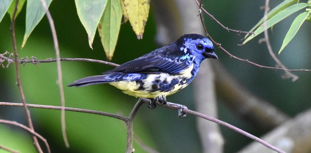 Turquoise Tanager (Tangara mexicana) - Avian Discovery