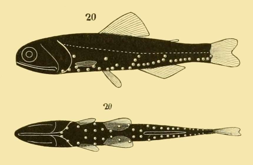 Blue Lanternfish (Diaphus coeruleus) - Marine Life Identification