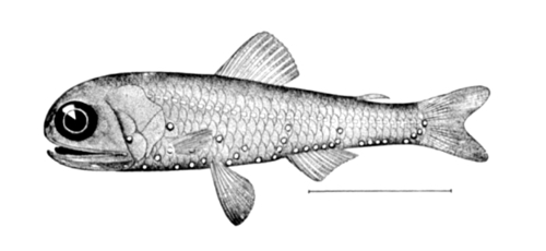 White-spotted Lantern Fish (Diaphus rafinesquii) · iNaturalist