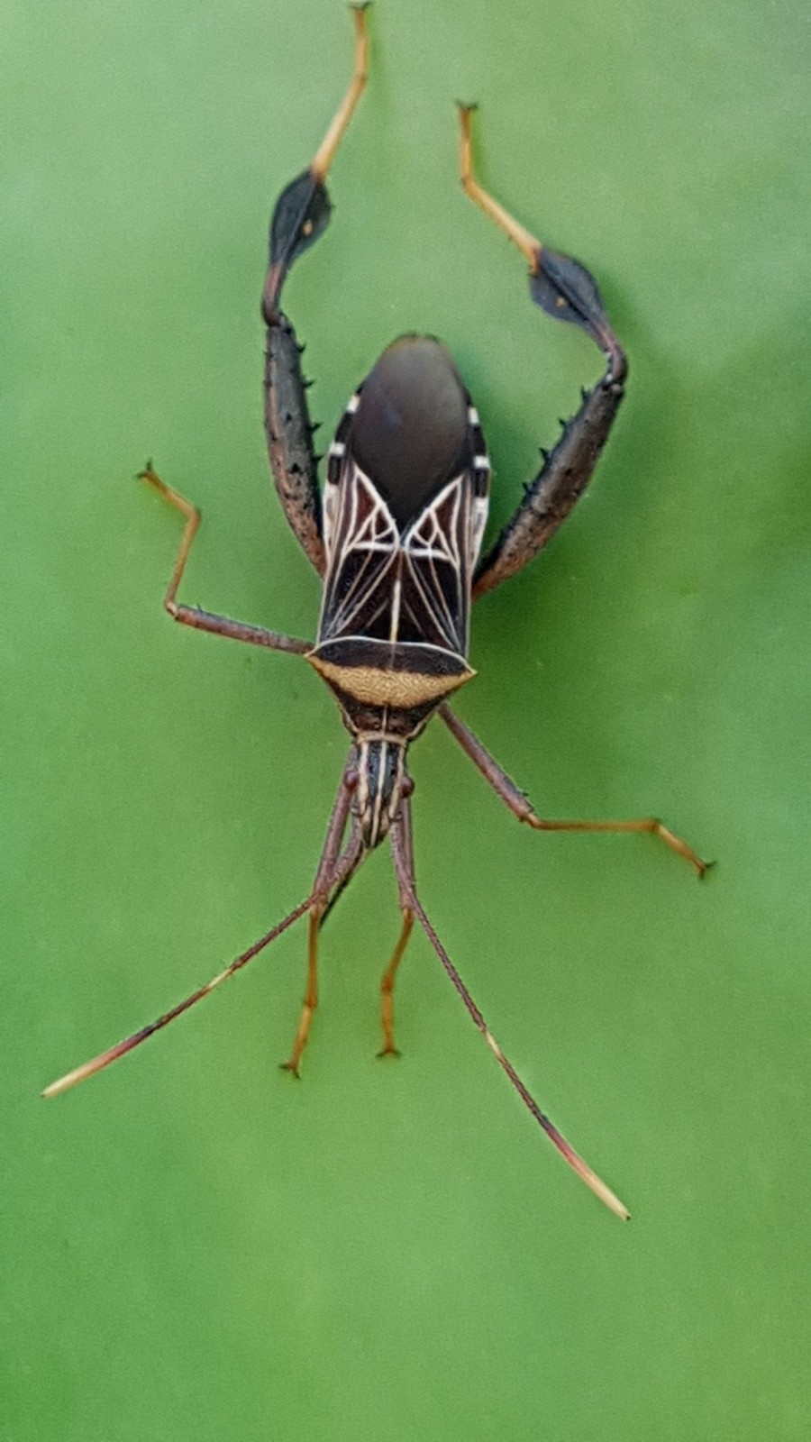 Leptoglossus subauratus Distant, 1881