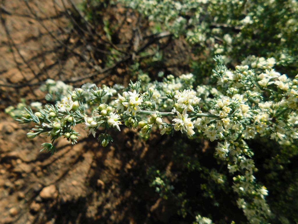 Wild Asparagus from Genadendal Bakenskop, 7234, South Africa on May 12 ...