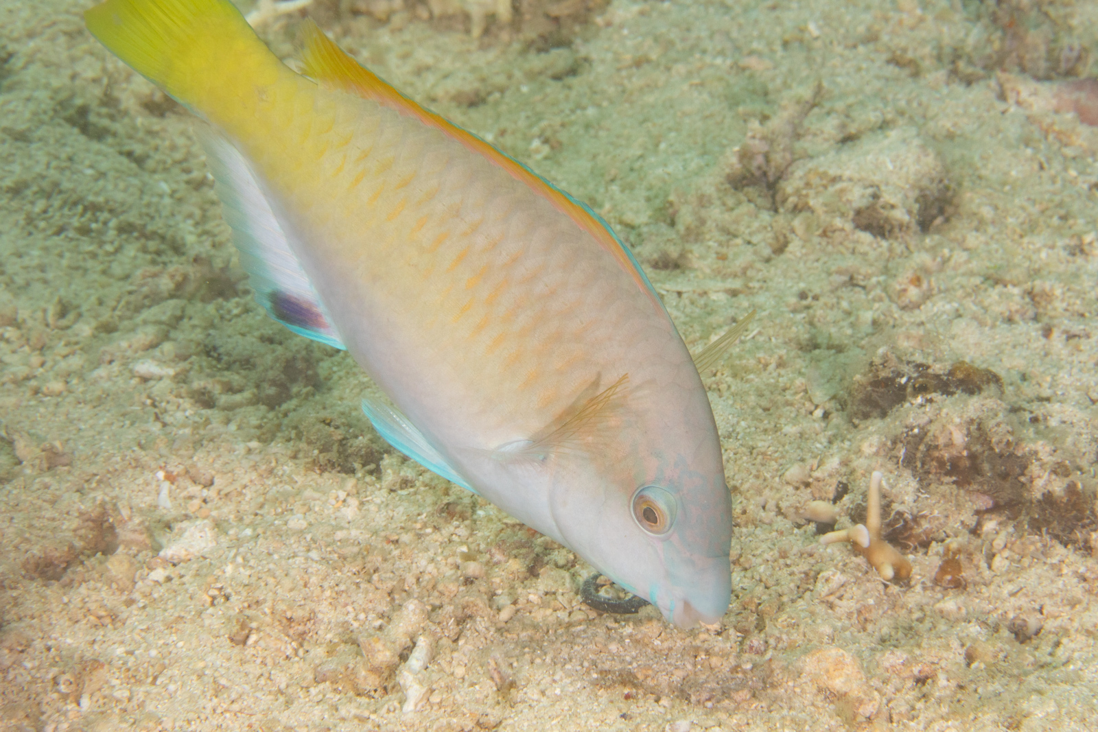 Scarus hypselopterus Bleeker, 1853