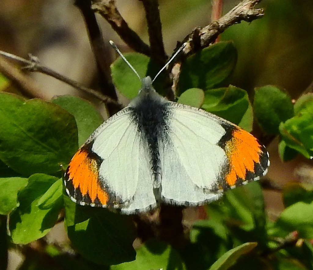 Julia Orangetip from Gunnison County, CO, USA on May 12, 2022 at 02:48 ...