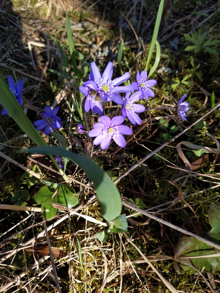 Liverleaf from 16900 Hämeenlinna, Finland on May 13, 2022 at 07:11 PM ...