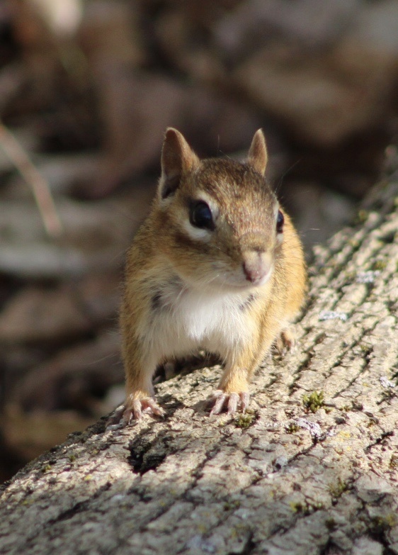 Eastern Chipmunk from Petoskey, MI, US on May 13, 2022 at 09:54 AM by ...