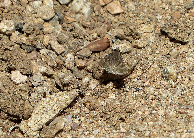 Arizona Powdered-Skipper from Joshua Tree National Park, CA, US on ...