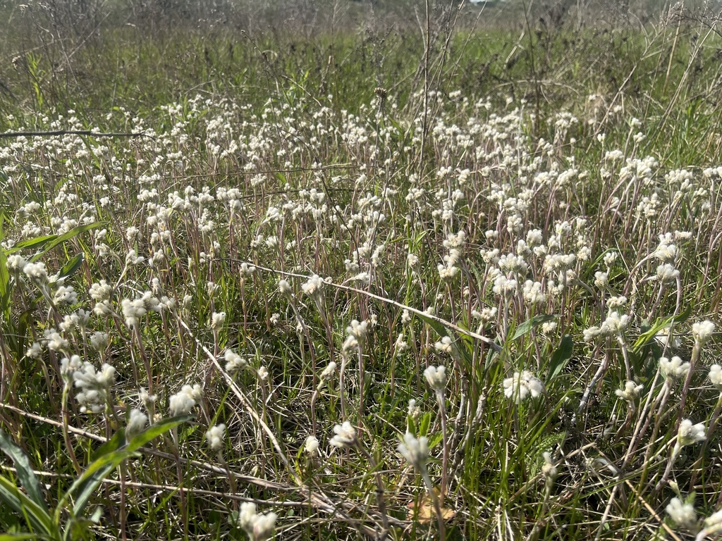 Petaloid Pussytoes from Wellington, CA-ON, CA on May 12, 2022 at 09:33 ...