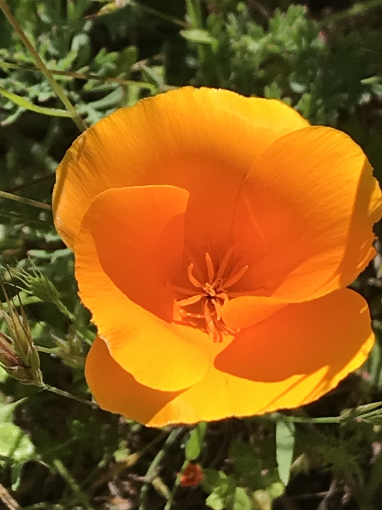 California poppy from Golden Gate National Recreation Area, Pacifica ...