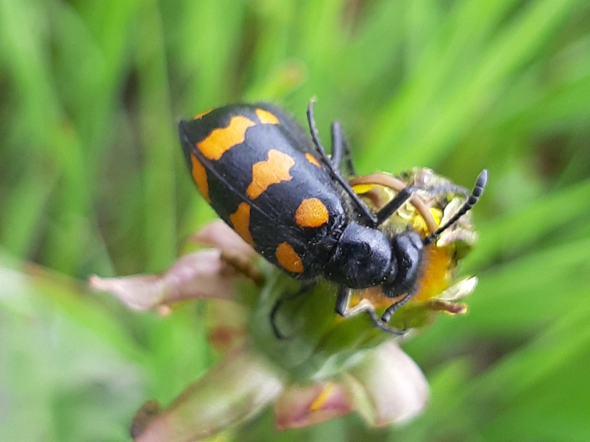 Hycleus polymorphus (Pallas, 1771)