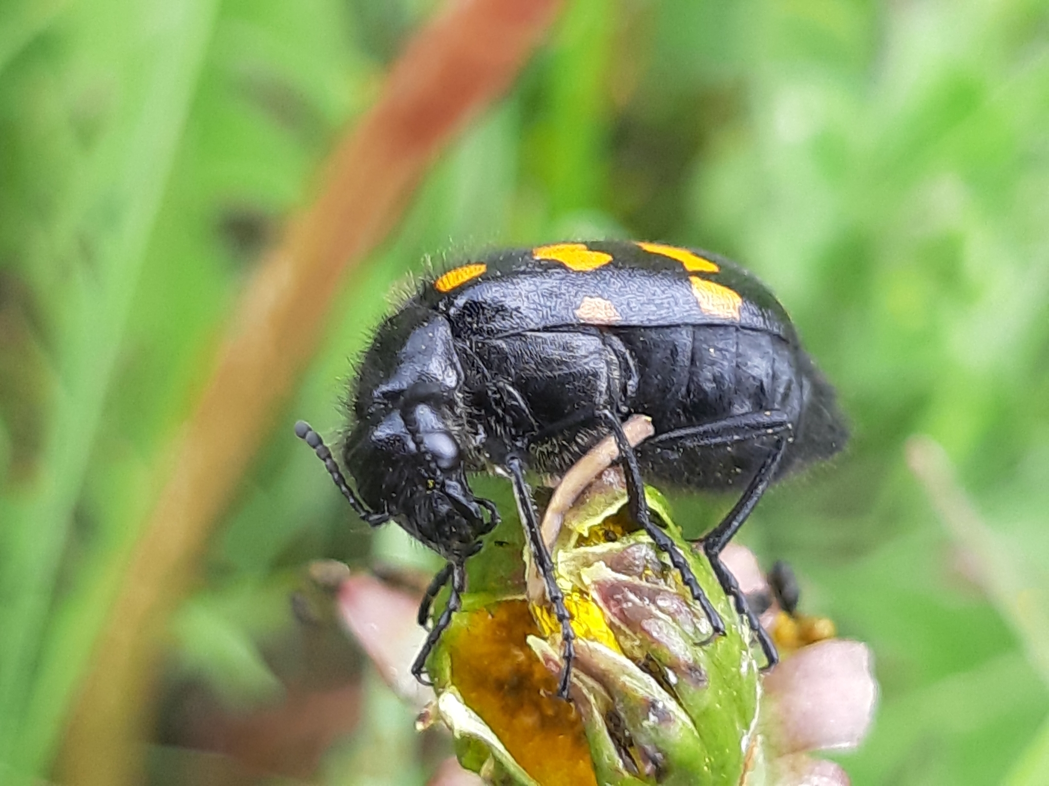 Hycleus polymorphus (Pallas, 1771)