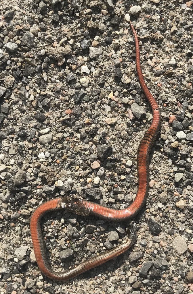 Northern Redbelly Snake from Craig Rd, North Grenville, ON, CA on May ...