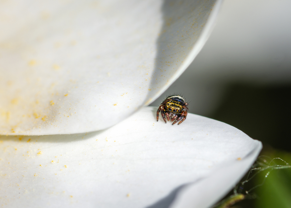 Common Leaf-beetle Jumping Spider from Shadow Creek Ranch, Pearland, TX ...