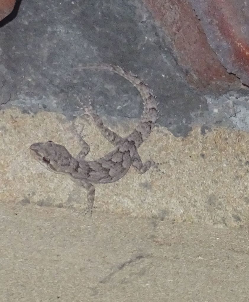 Eastern Mediterranean Thin-toed Gecko from Bezirk Larnaka, Zypern on ...