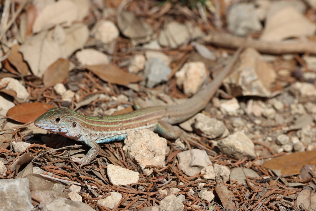 Common Spotted Whiptail from Boerne City Park, Boerne, TX, US on May 13 ...