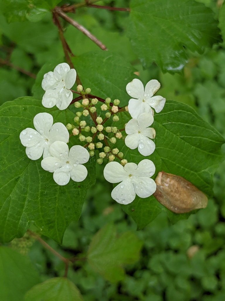common Guelder-rose from Oregon Ridge Park and Nature Center on May 13 ...
