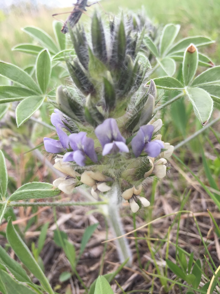 breadroot scurf pea (Alex's Foragable Plants) · iNaturalist
