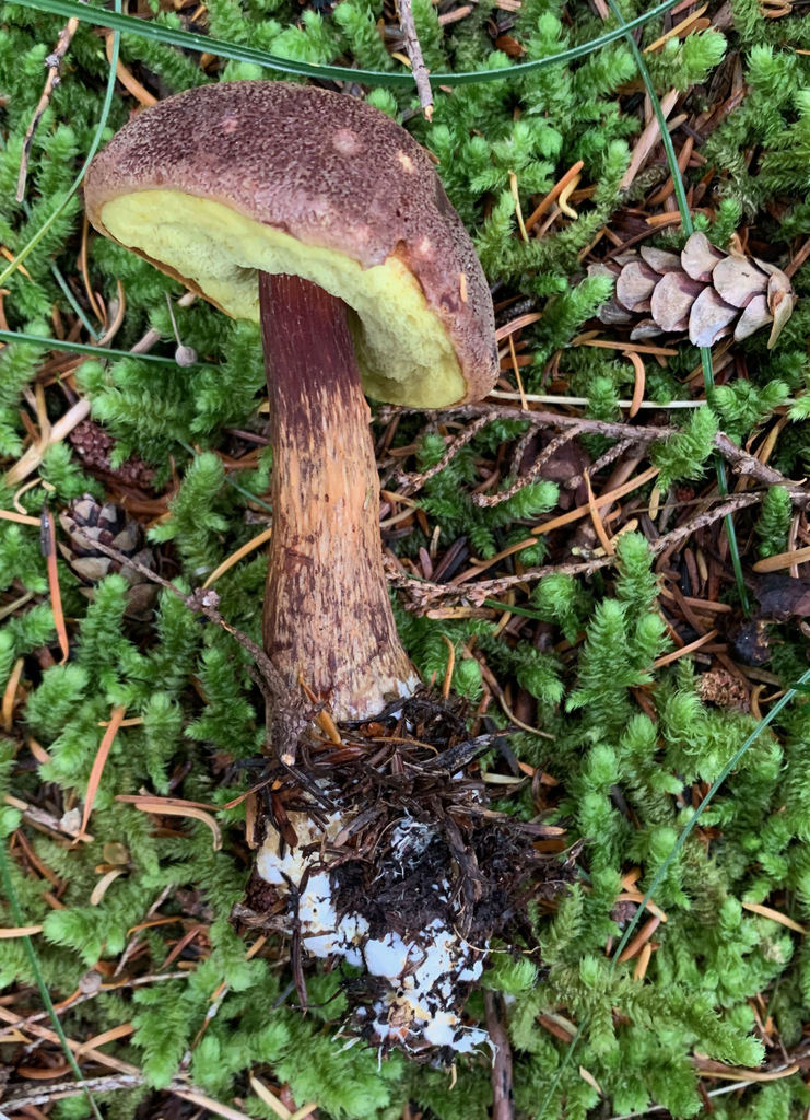admirable bolete from Clackamas River Ranger District, Mount Hood ...