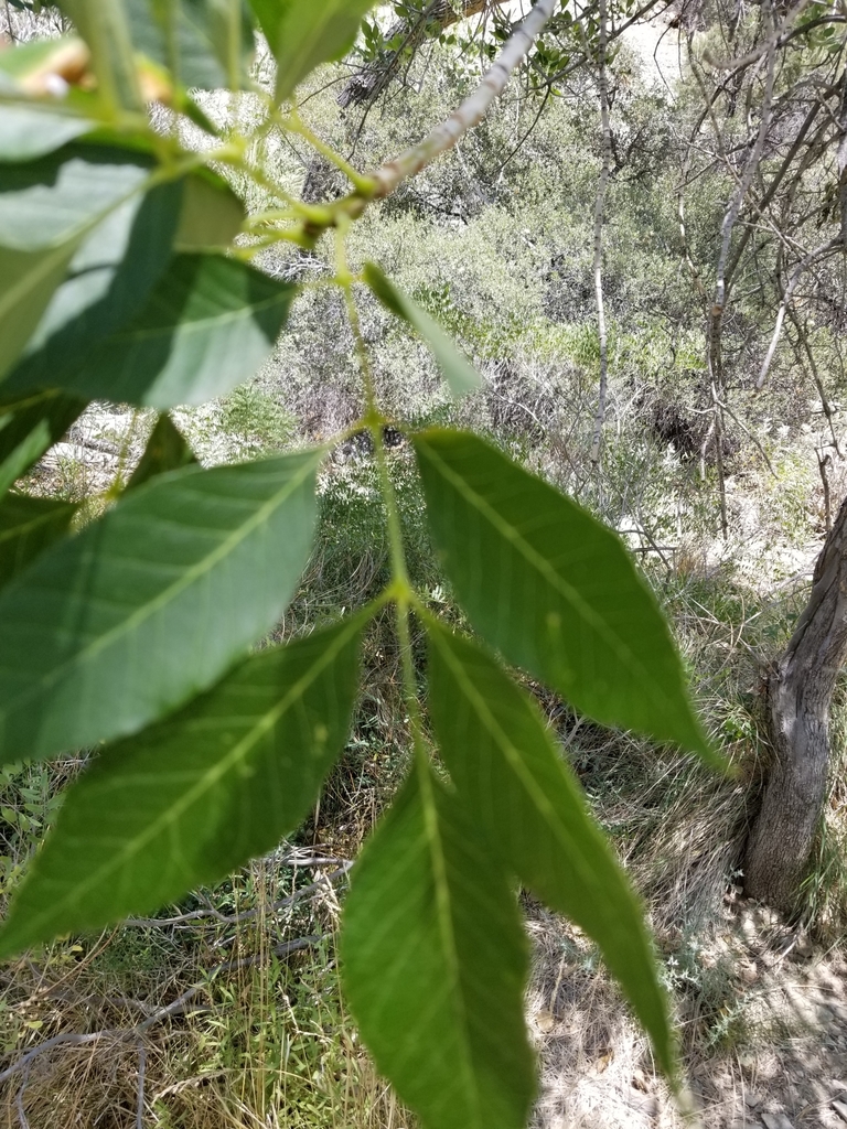 Shamel Ash from San Bernardino National Forest, Riverside County, US-CA ...